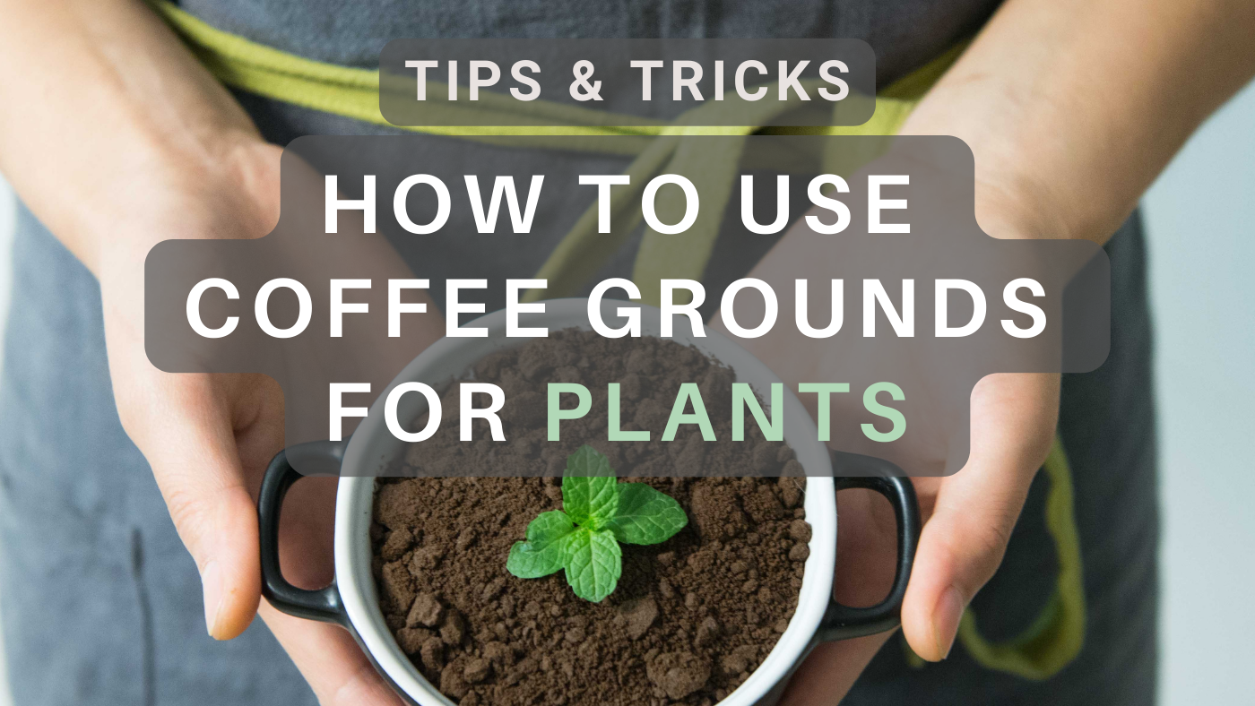 From Brew to Bloom: Are Coffee Grounds Good for Plants? – Tightvac